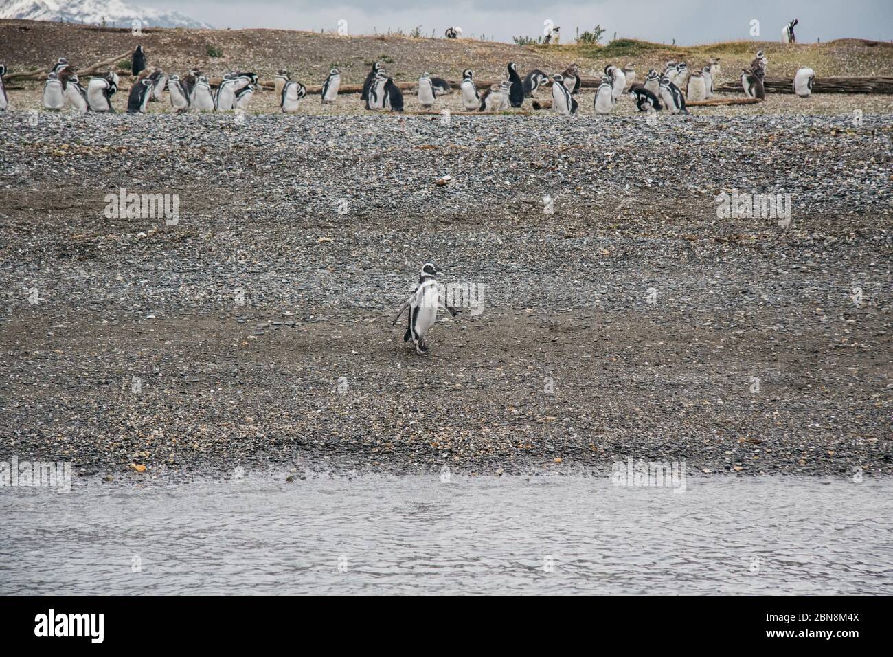 Magellanic Penguins at the Martillo Island, Beagle Channel, Ushuaia ...