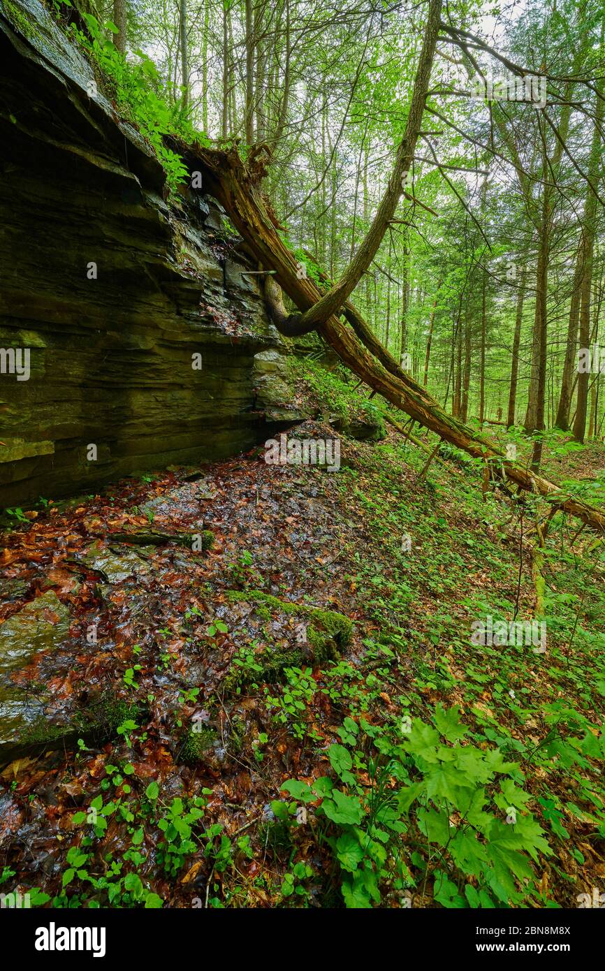 Dead fallen tree over rock ledge Stock Photo - Alamy