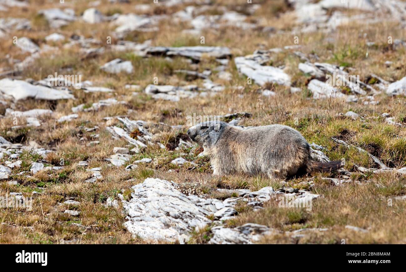 Alpine marmot in the french alps hi-res stock photography and images ...