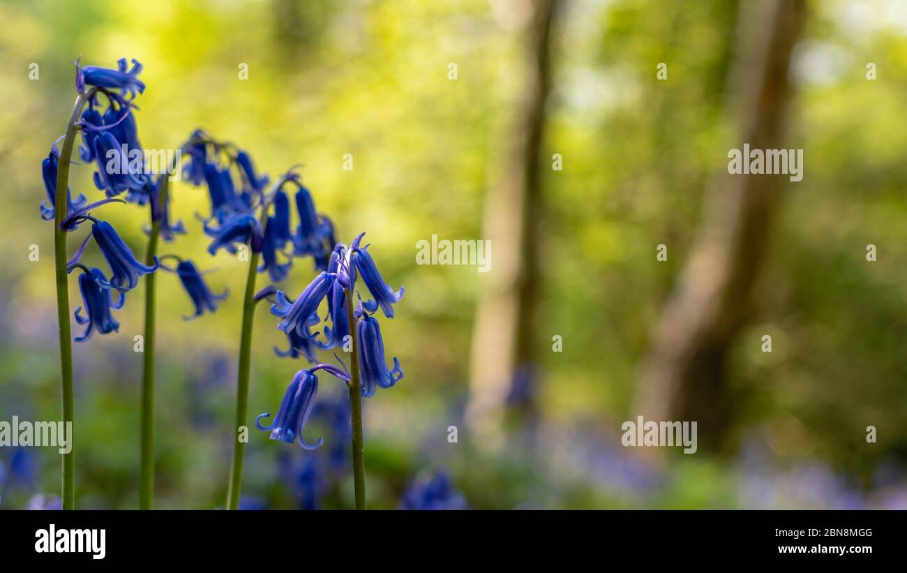 Wrekin forest hi-res stock photography and images - Alamy