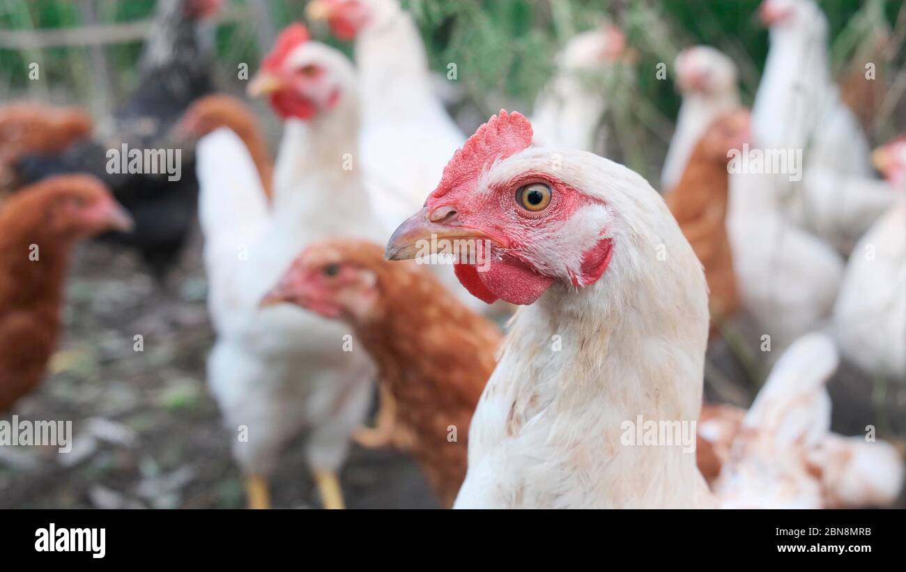 Farm animals chicken pig hi-res stock photography and images - Alamy