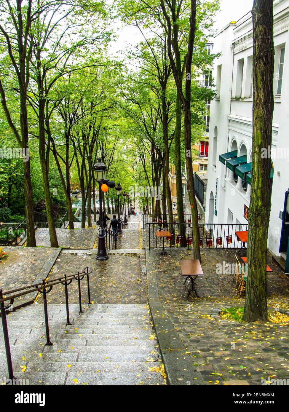 Rain Street Tree