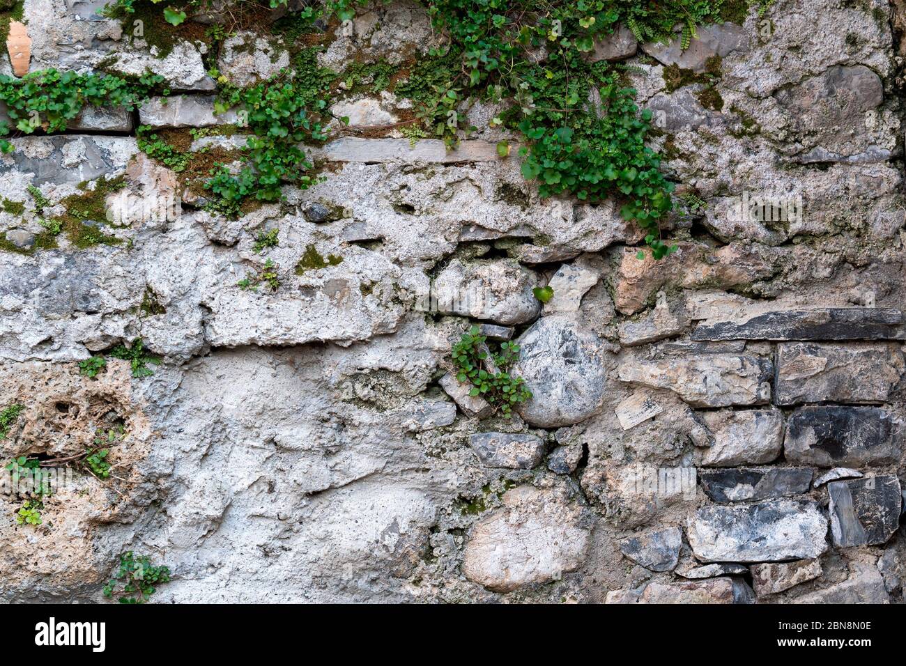 Concrete different gray stone surface with cement and climbing plant ...