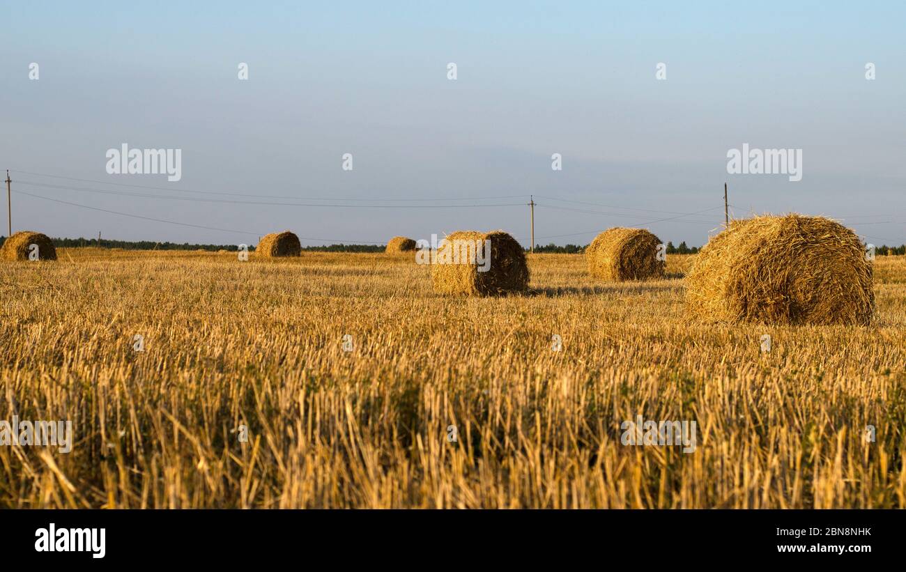 a haystack in a wheat field Stock Photo - Alamy