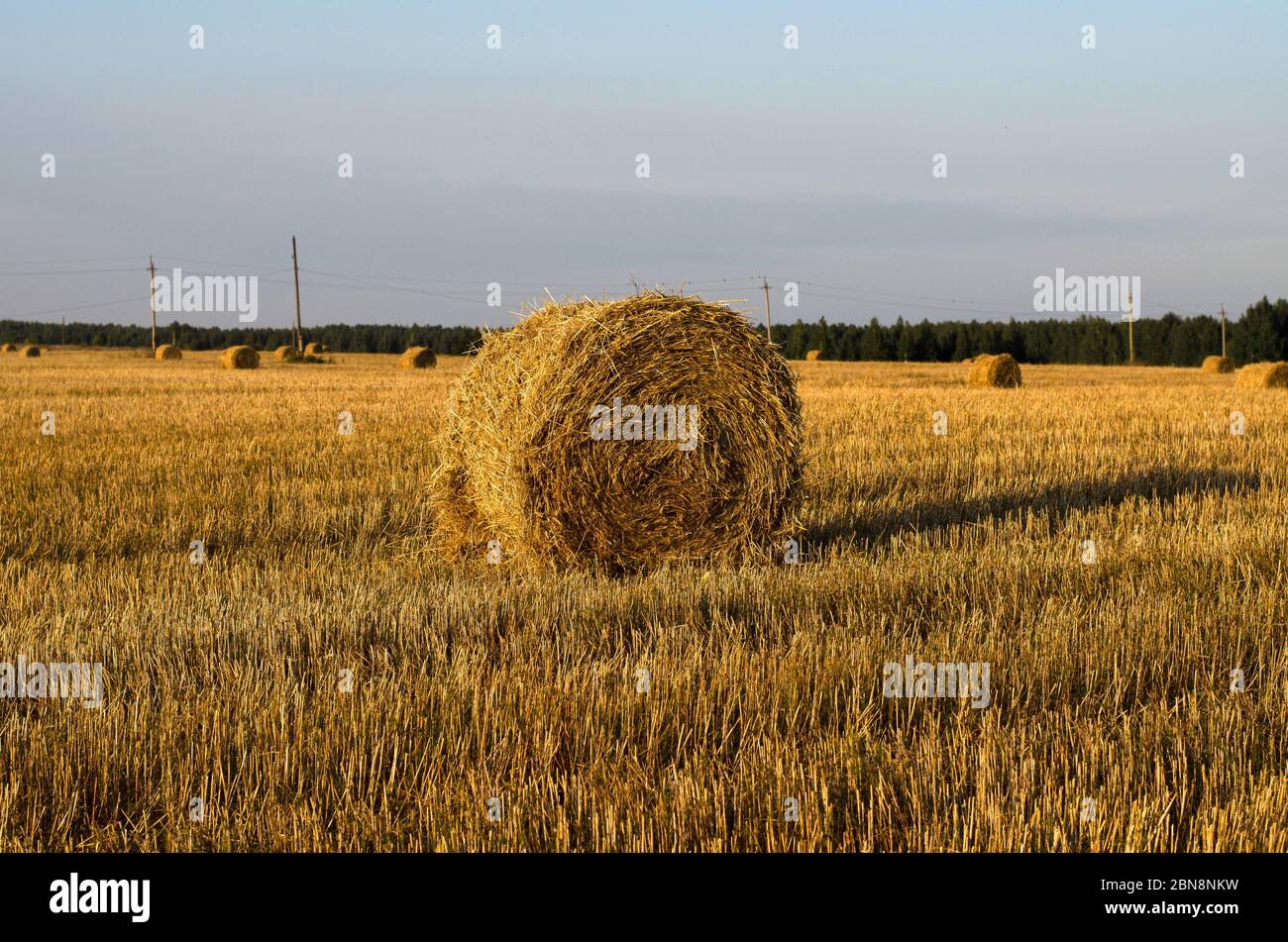 a haystack in a wheat field Stock Photo - Alamy