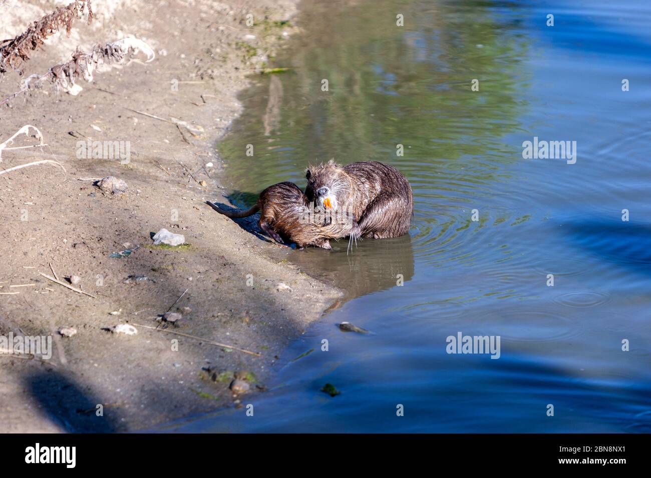 Coypu, nutria, near Nemi, Metropolitan City of Rome, Italy Stock Photo ...