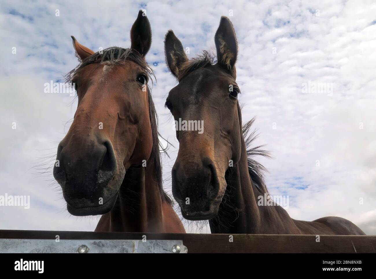 Horse head braying hi-res stock photography and images - Alamy