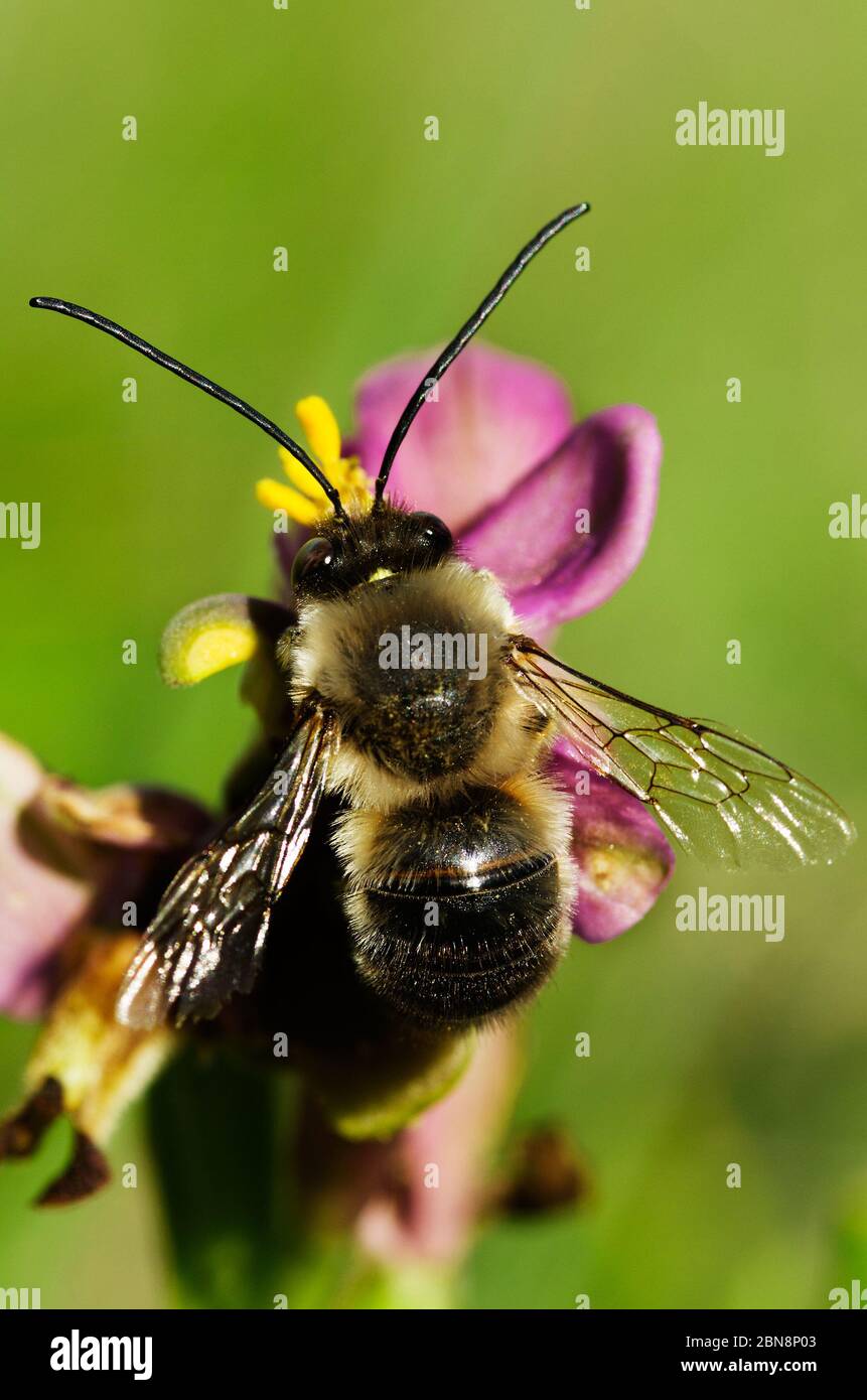 Eucera nigrilabris hi-res stock photography and images - Alamy