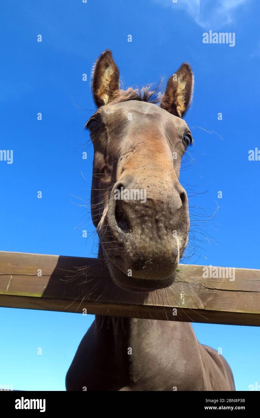 Horses at bray hi-res stock photography and images - Alamy
