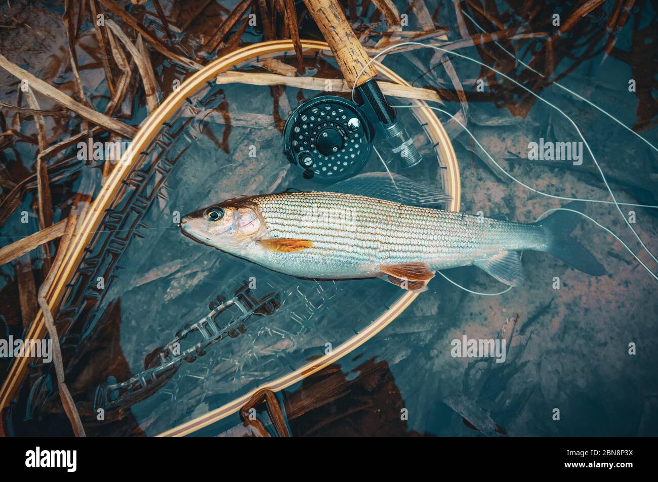 Freshwater fish underwater hook hi-res stock photography and images - Alamy