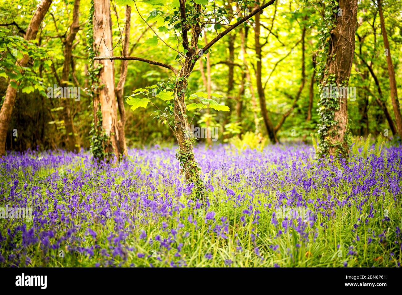 Bluebell Woodland Scene Stock Photo - Alamy