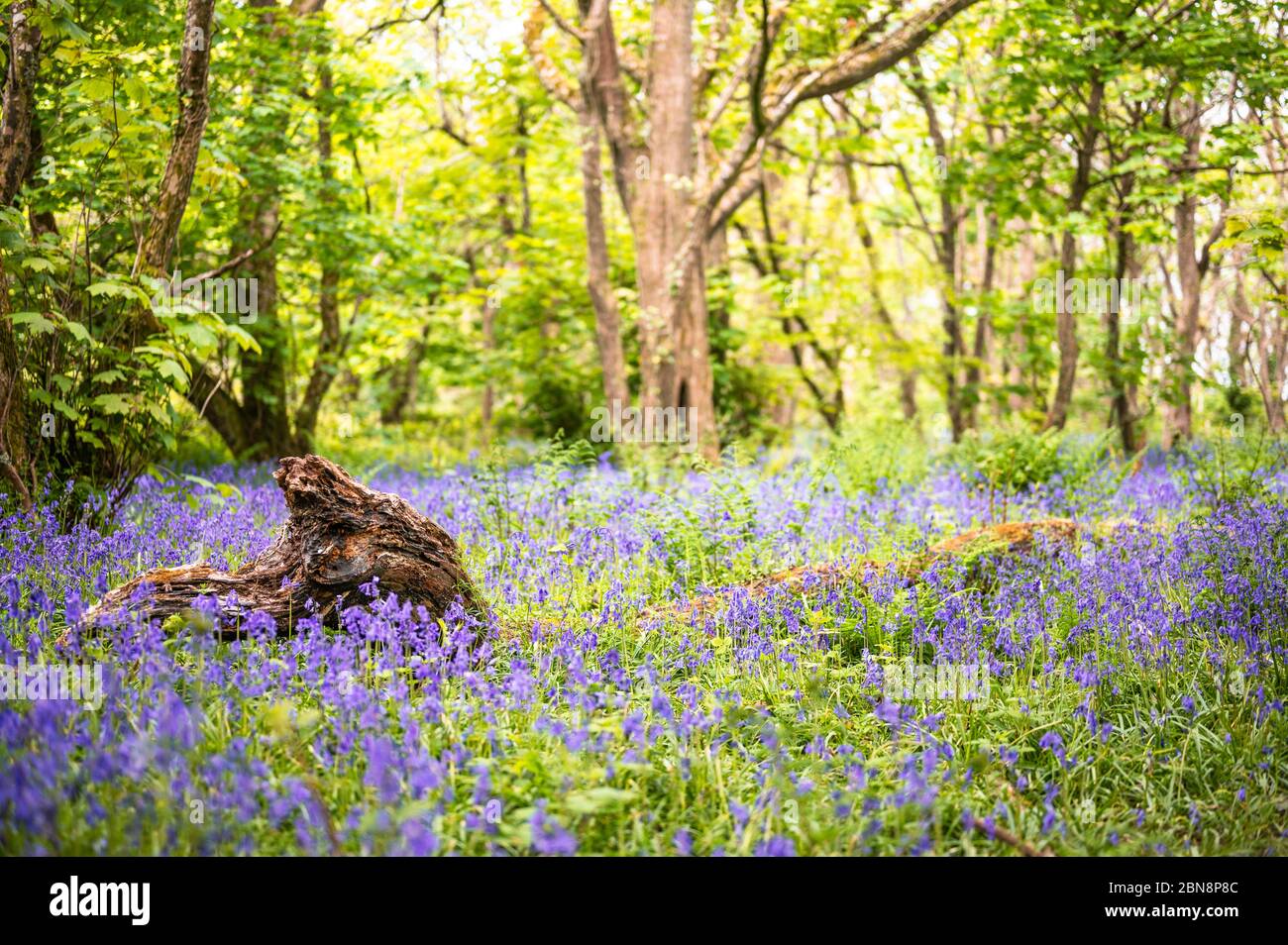 Bluebell Woodland Scene Stock Photo - Alamy