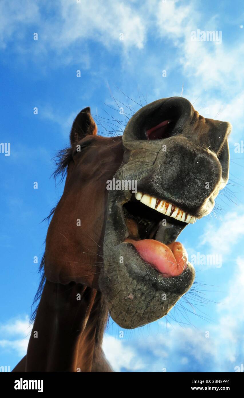 Horse head braying hi-res stock photography and images - Alamy