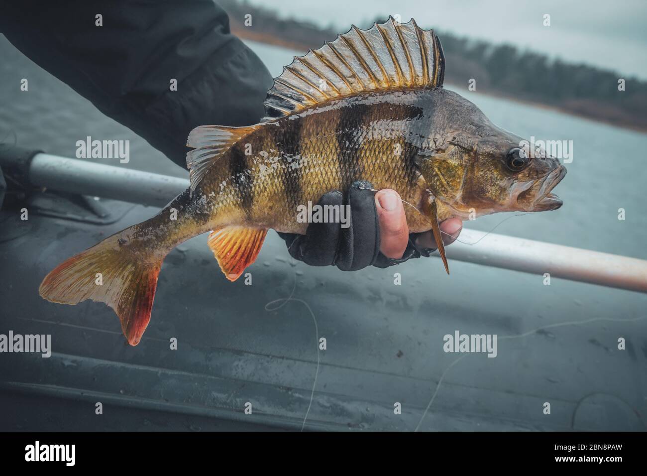 Yellow perch hi-res stock photography and images - Alamy
