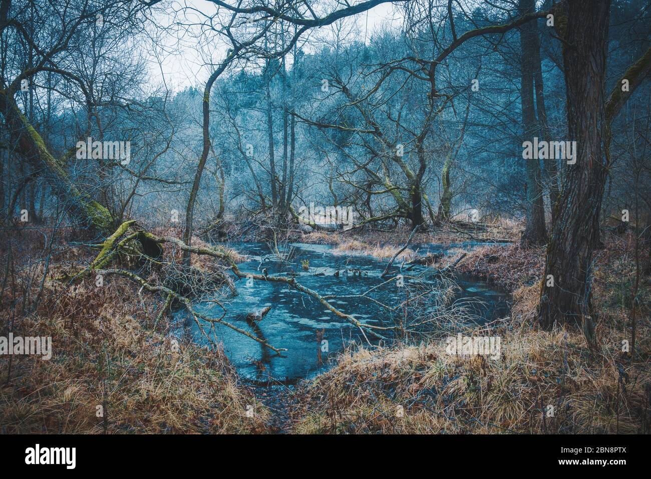 A small swamp covered with the first ice Stock Photo - Alamy