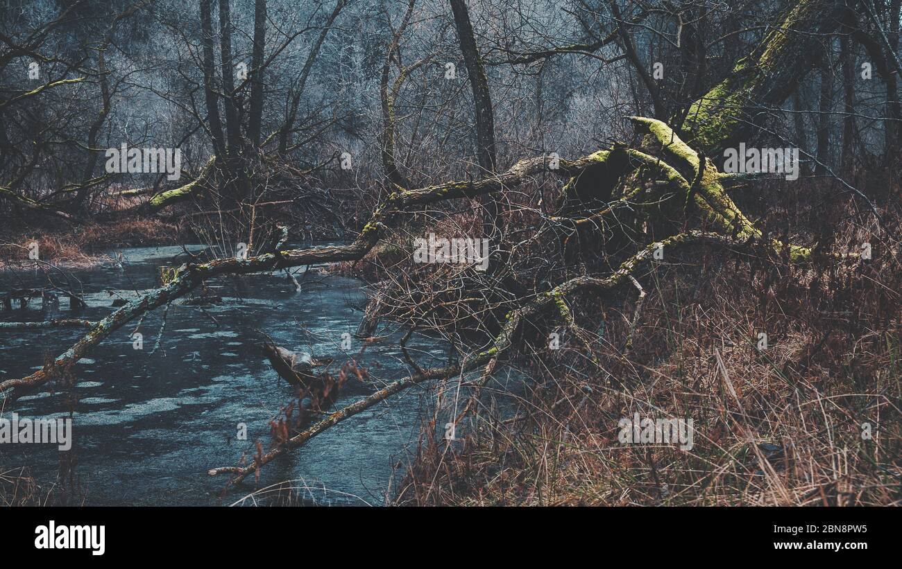 A small swamp covered with the first ice Stock Photo - Alamy