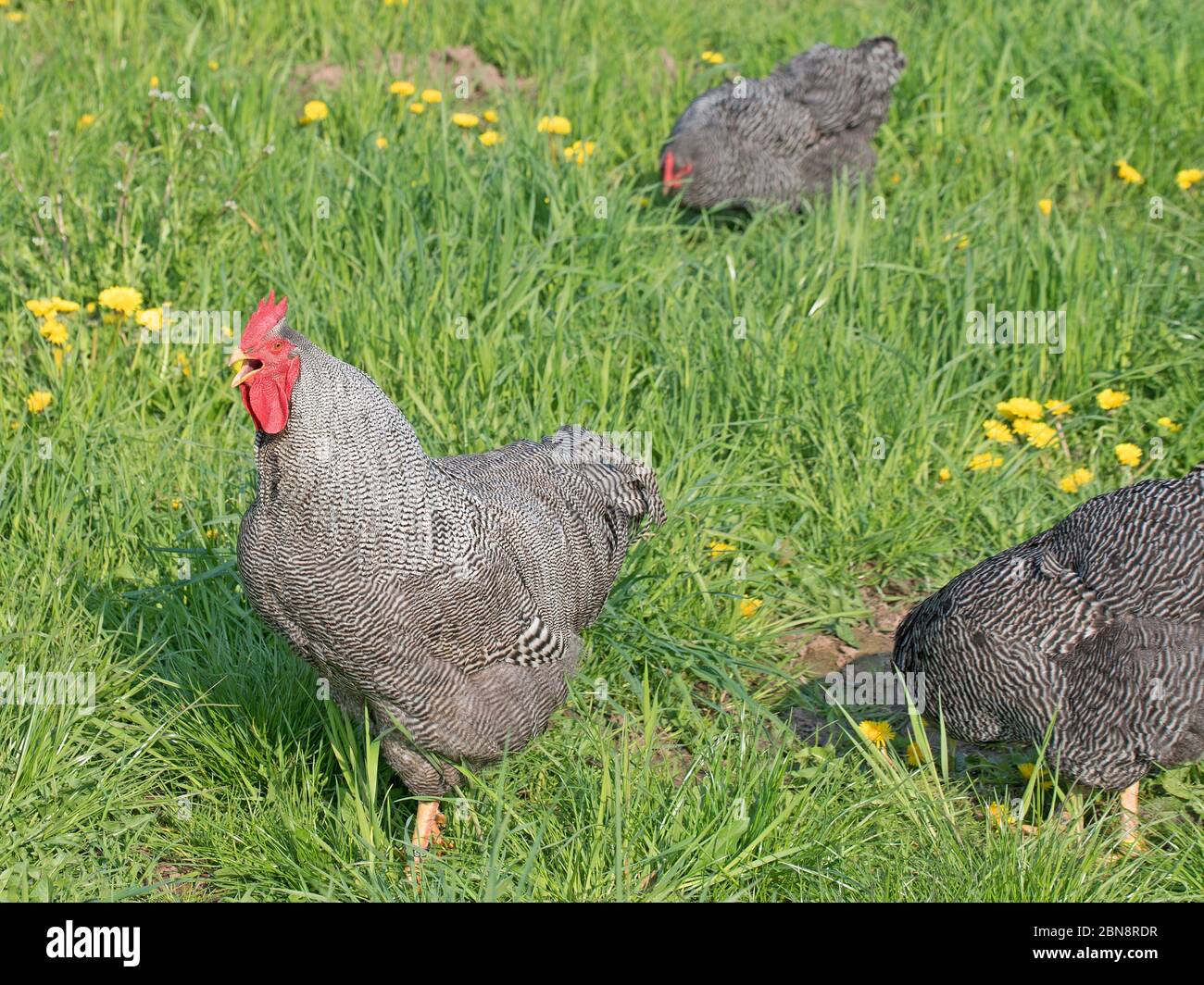 Amrock rooster hi-res stock photography and images - Alamy