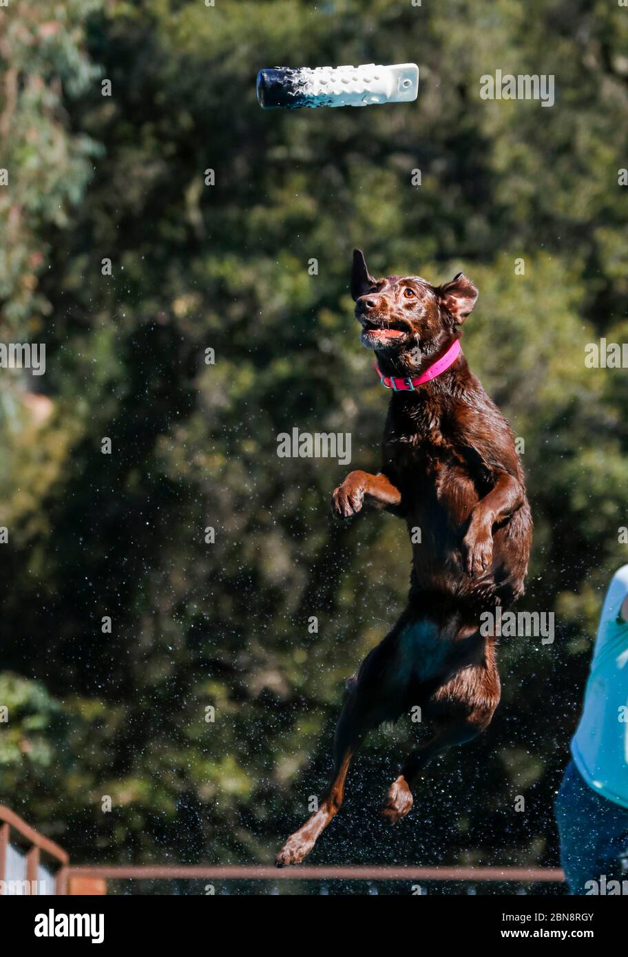 Lab jumping in water hi-res stock photography and images - Alamy