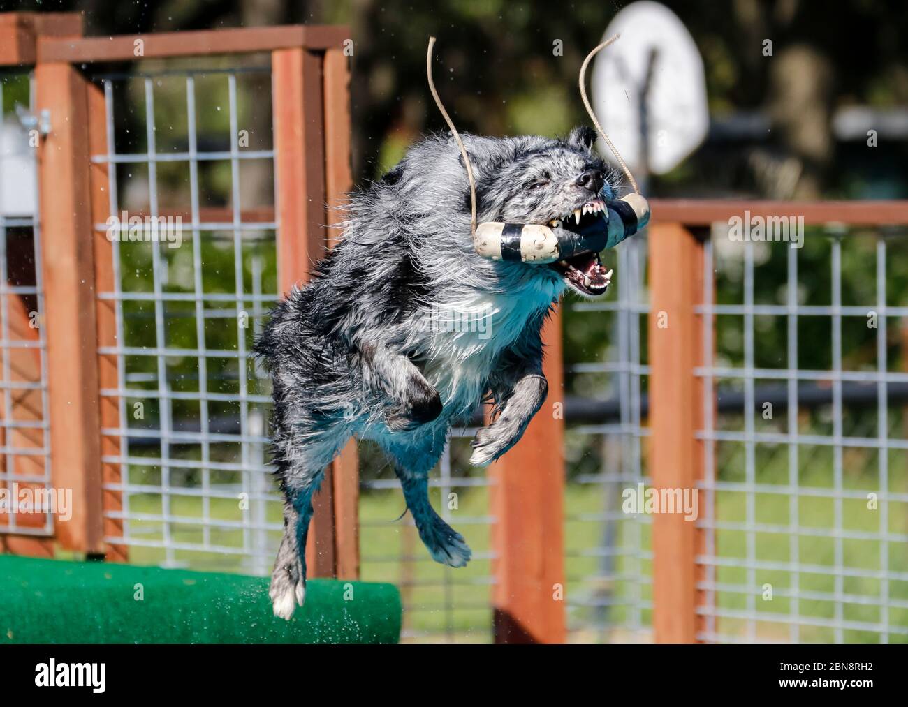 Aussie dog at a dock diving event after grabbing a toy in the air Stock ...