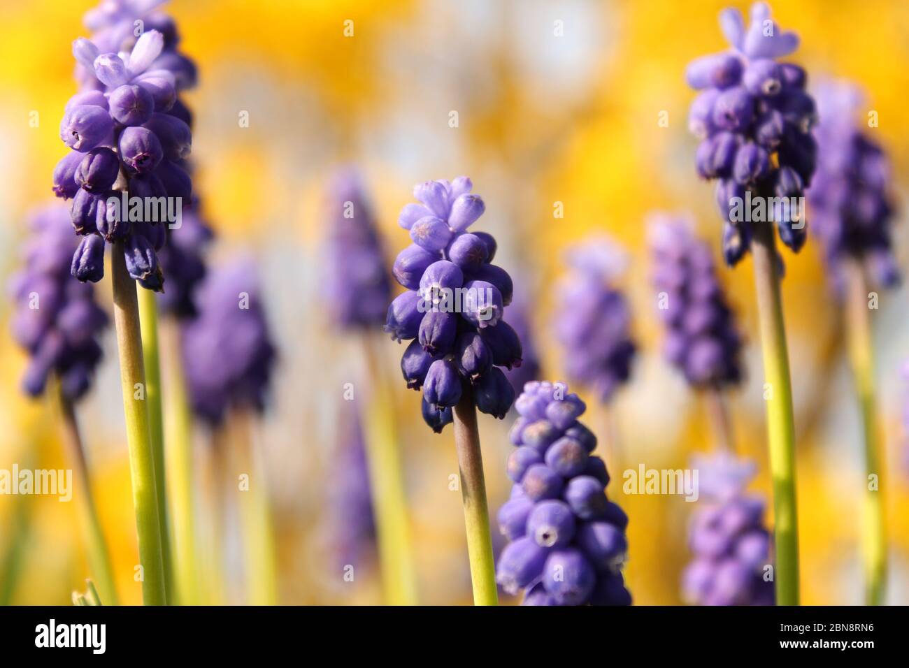 Blue grape hyacinth flowers hi-res stock photography and images - Alamy