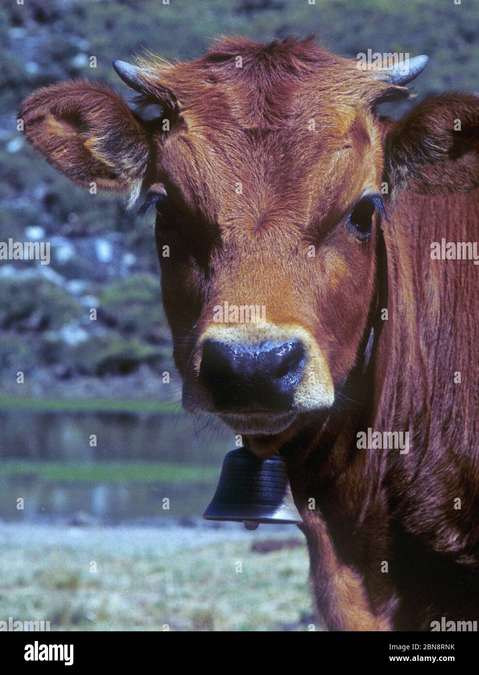 Tarentaise cow hi-res stock photography and images - Alamy