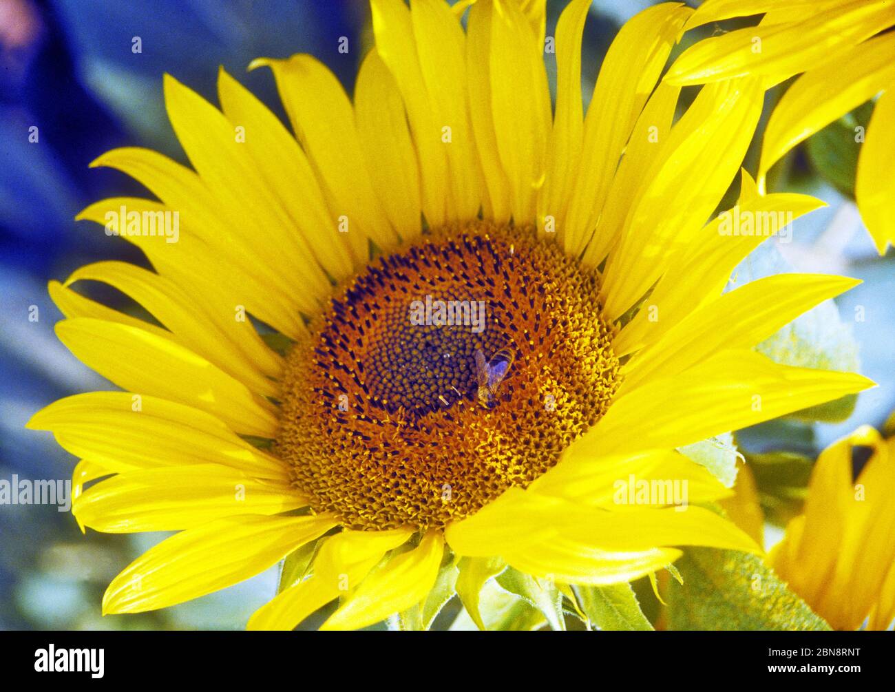 Helianthus annuus, the common sunflower Stock Photo - Alamy