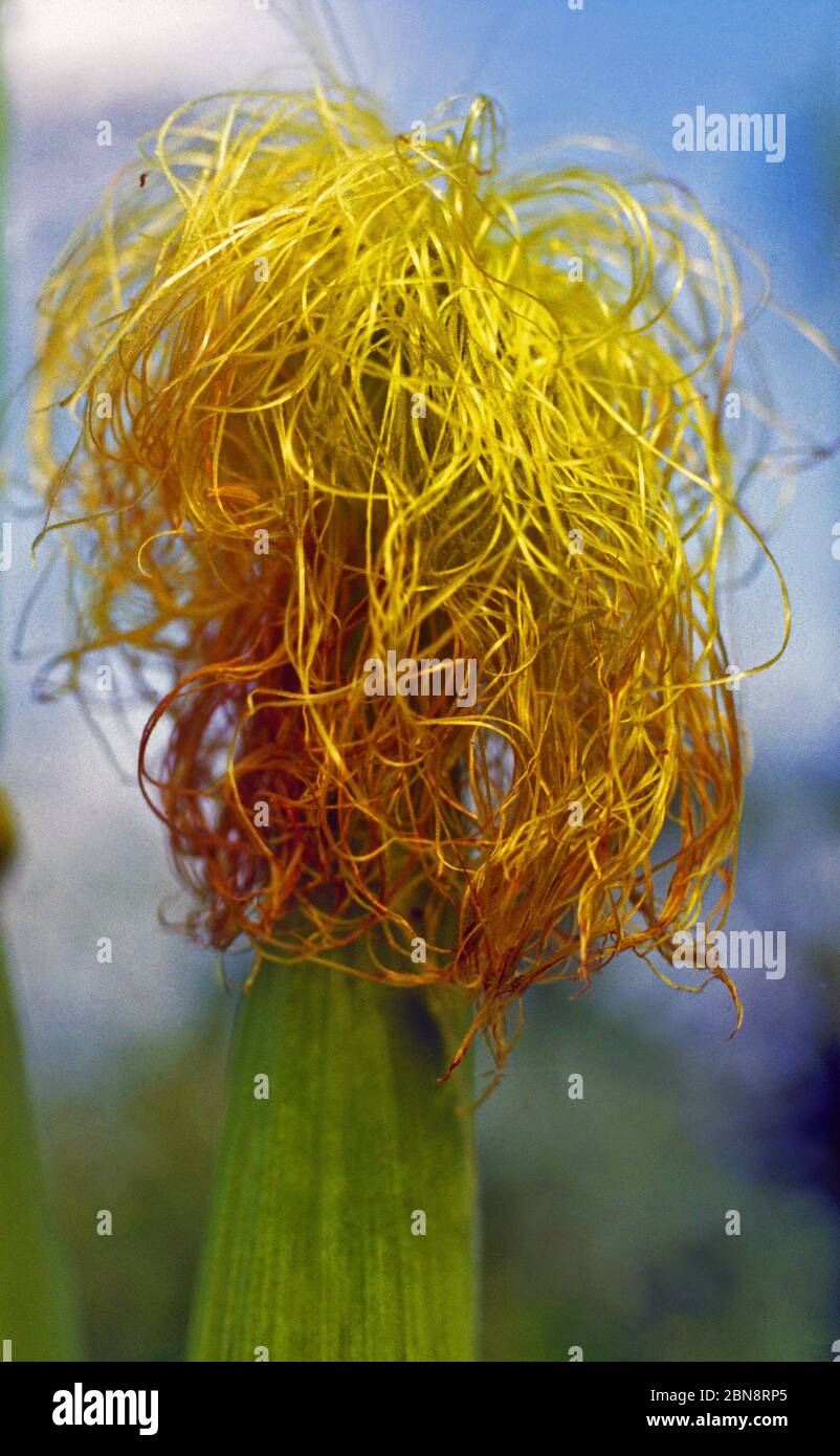 Corn silk on a corn flower Stock Photo - Alamy