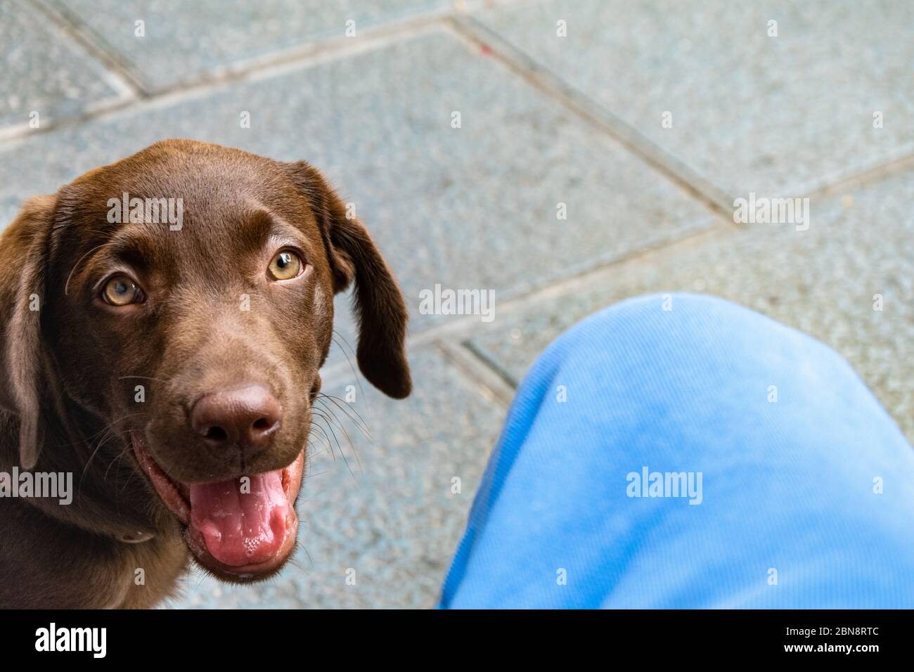 a chocolate labrador posing for a photo with a smile on her face Stock ...