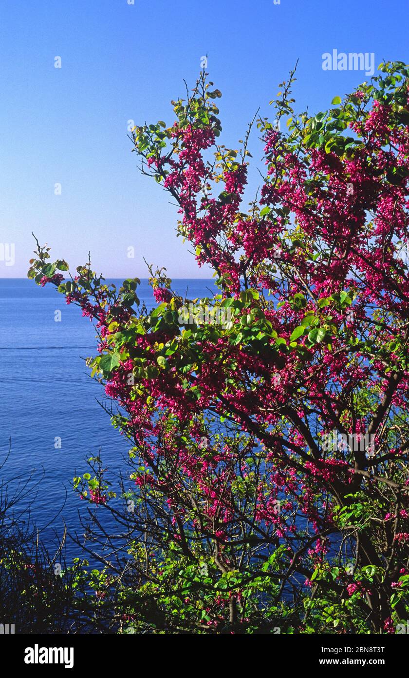 Tree of judea hi-res stock photography and images - Alamy