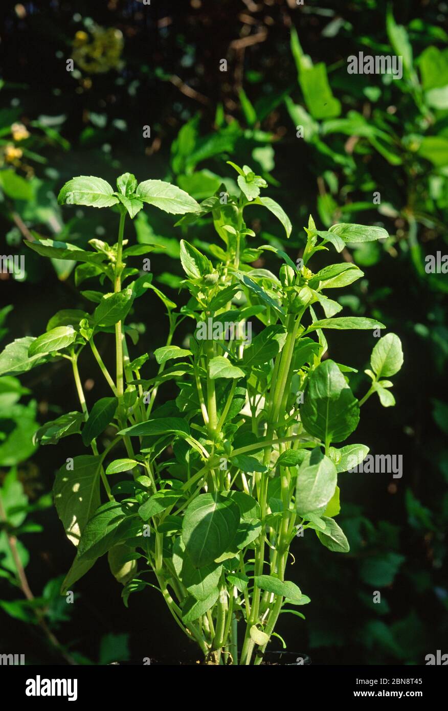 Aromatic basil plant Stock Photo - Alamy