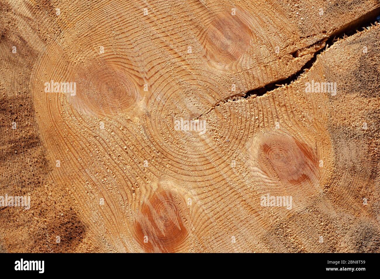 Background texture and rings of cut wood. The tree burst and a large ...
