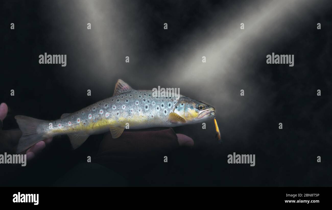 Beautiful trout close-up on a dark background Stock Photo - Alamy