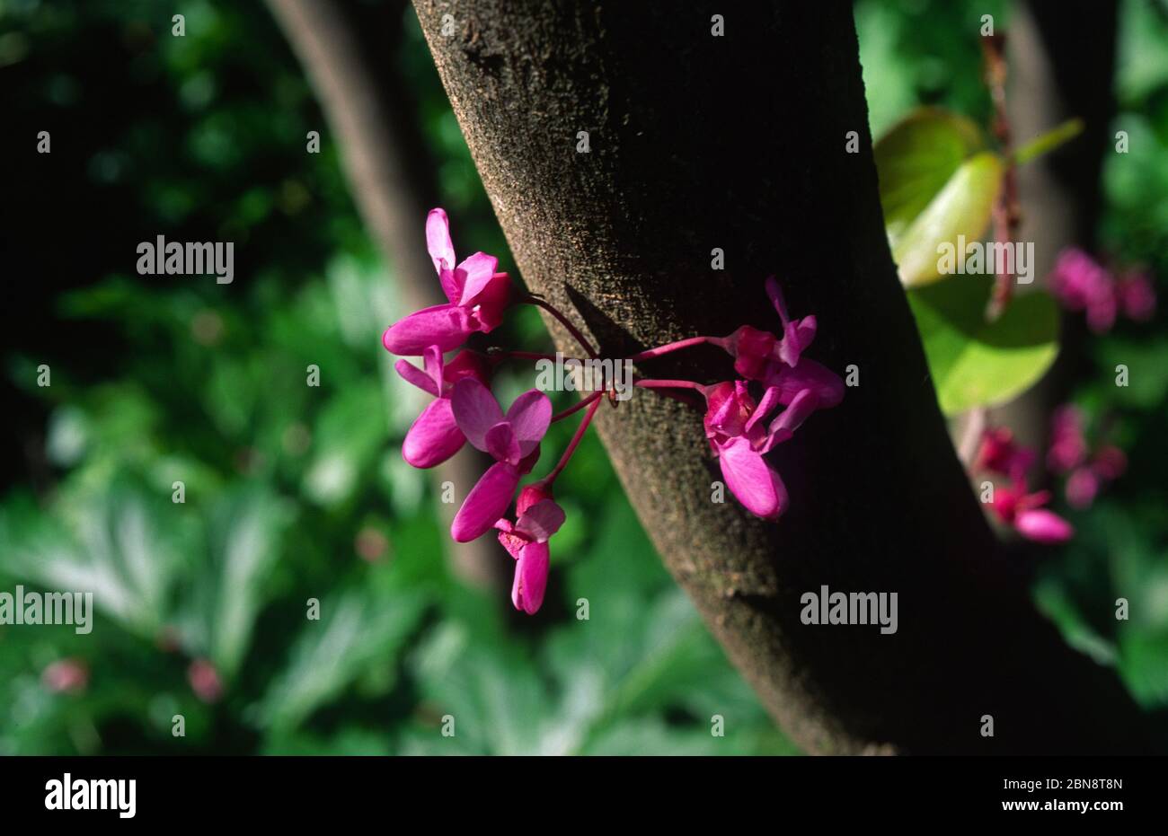 Tree of judea hi-res stock photography and images - Alamy