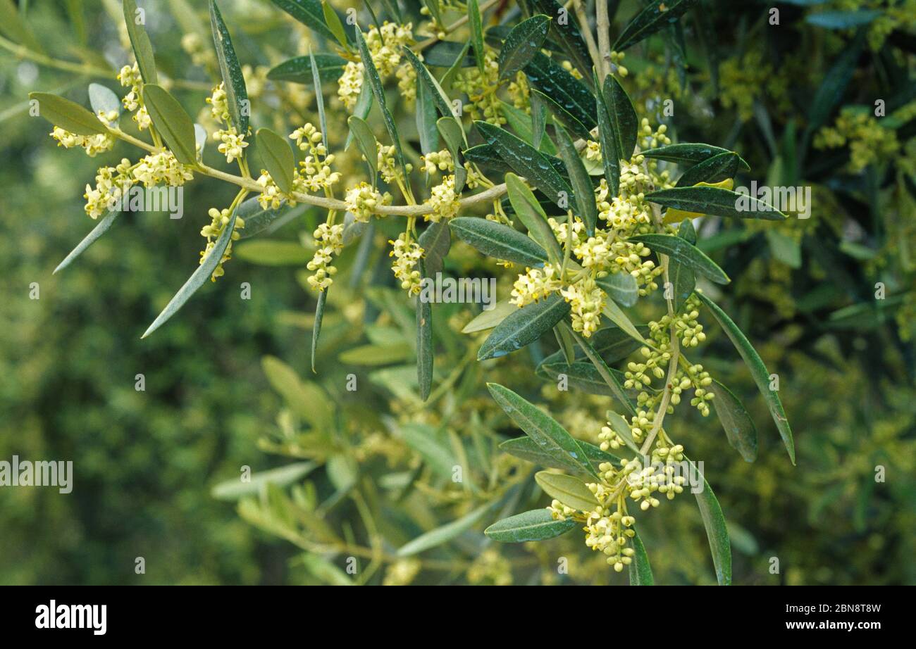Olive Flowers High Resolution Stock Photography and Images - Alamy