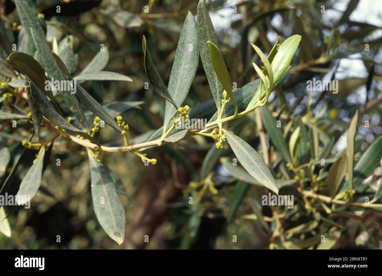 Olive flowers hi-res stock photography and images - Alamy