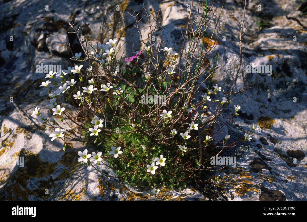 Spring flowers in the hill Stock Photo - Alamy