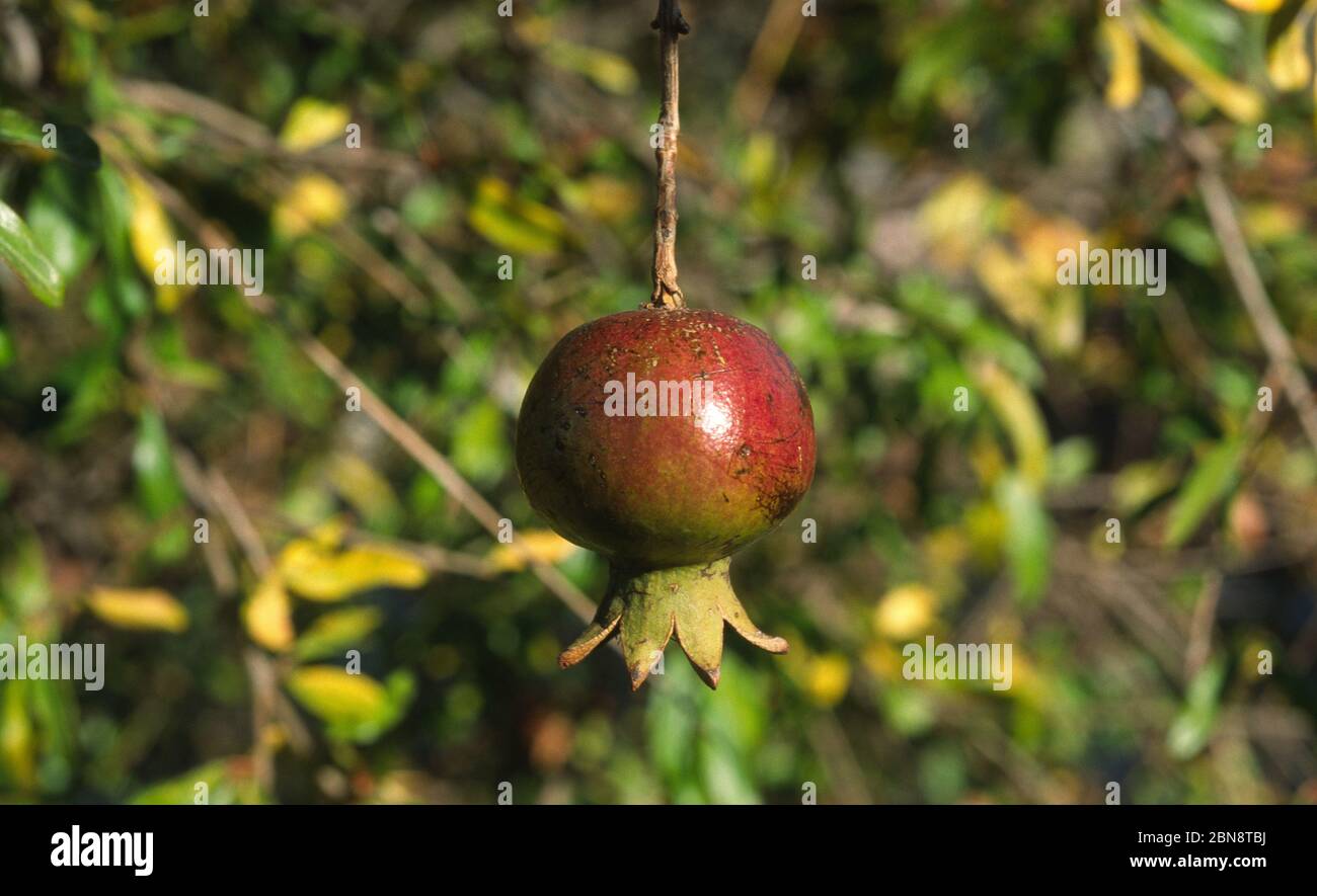Tree with grenades hi-res stock photography and images - Alamy
