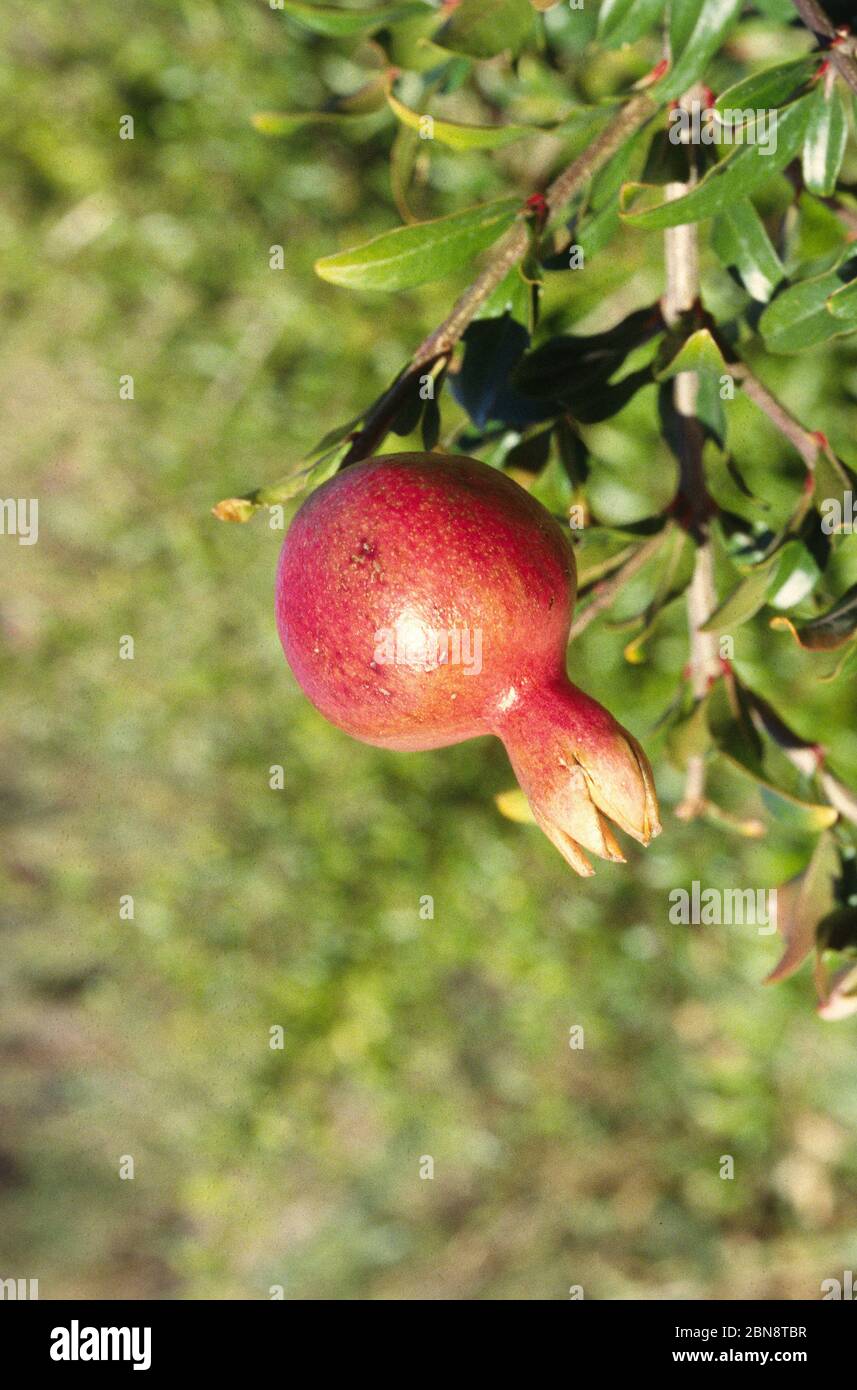 Tree with grenades hi-res stock photography and images - Alamy