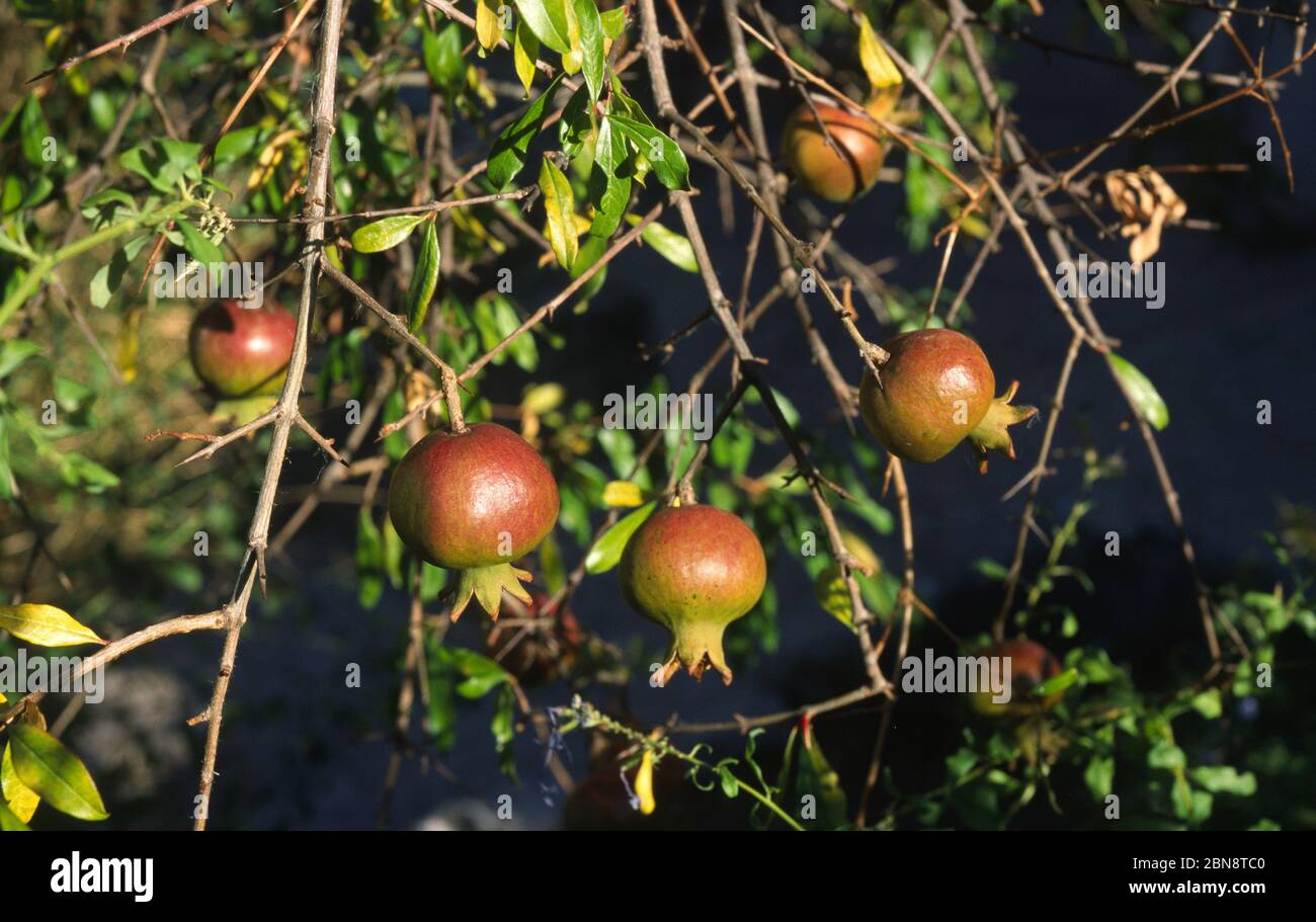 Tree with grenades hi-res stock photography and images - Alamy