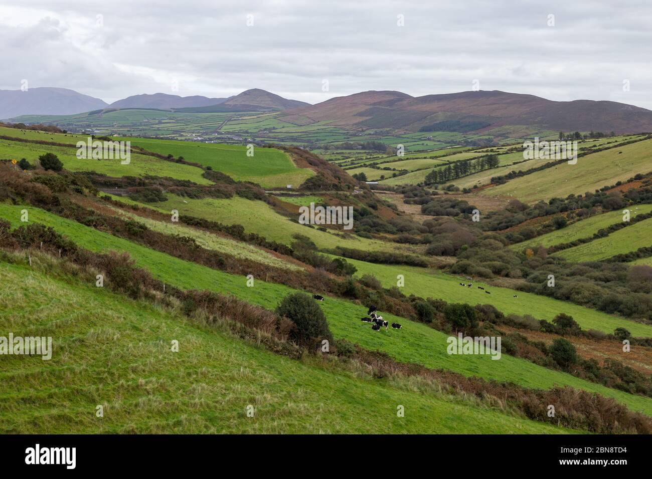 A meadow in Ireland Stock Photo - Alamy