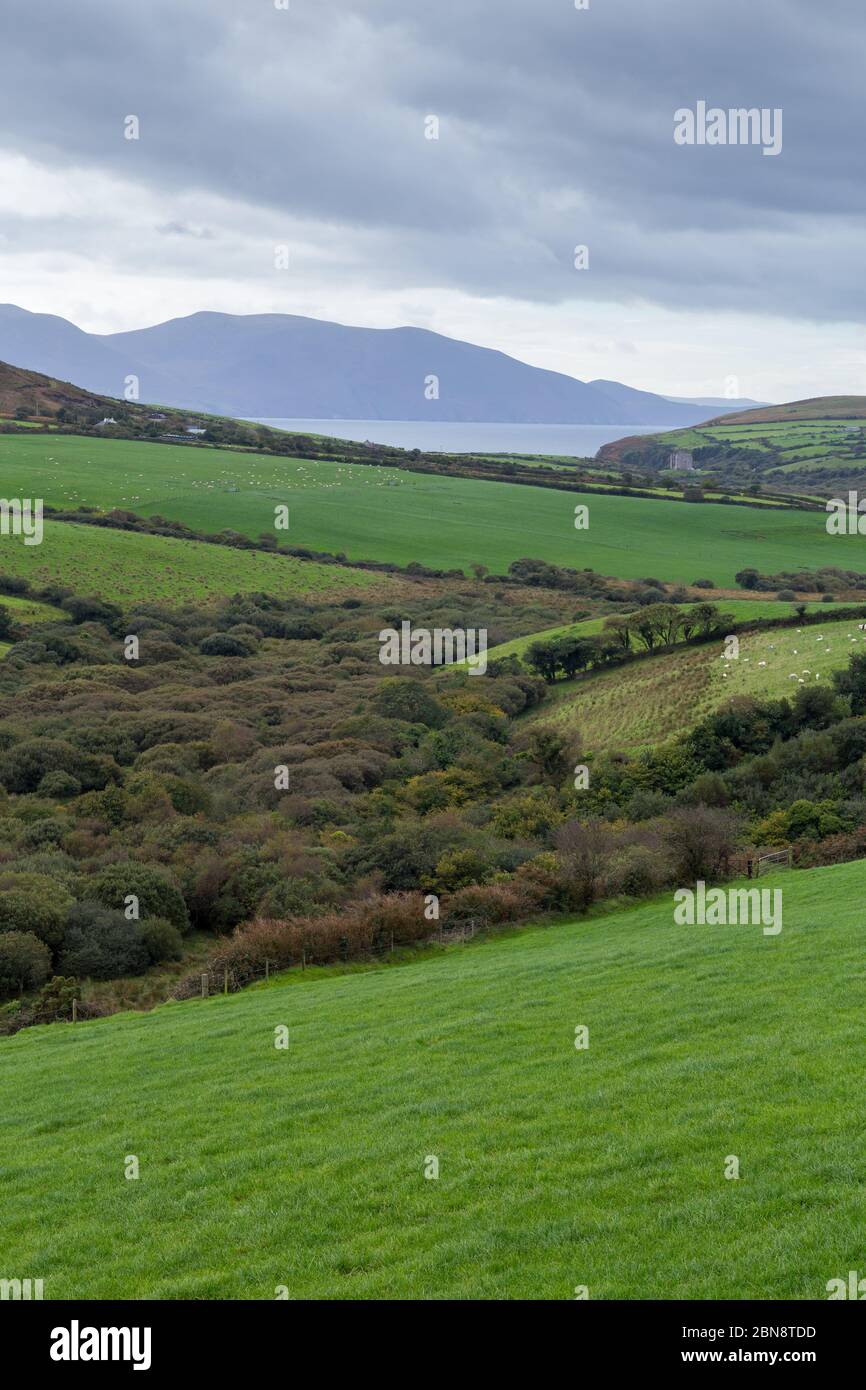 Irish meadow hi-res stock photography and images - Alamy