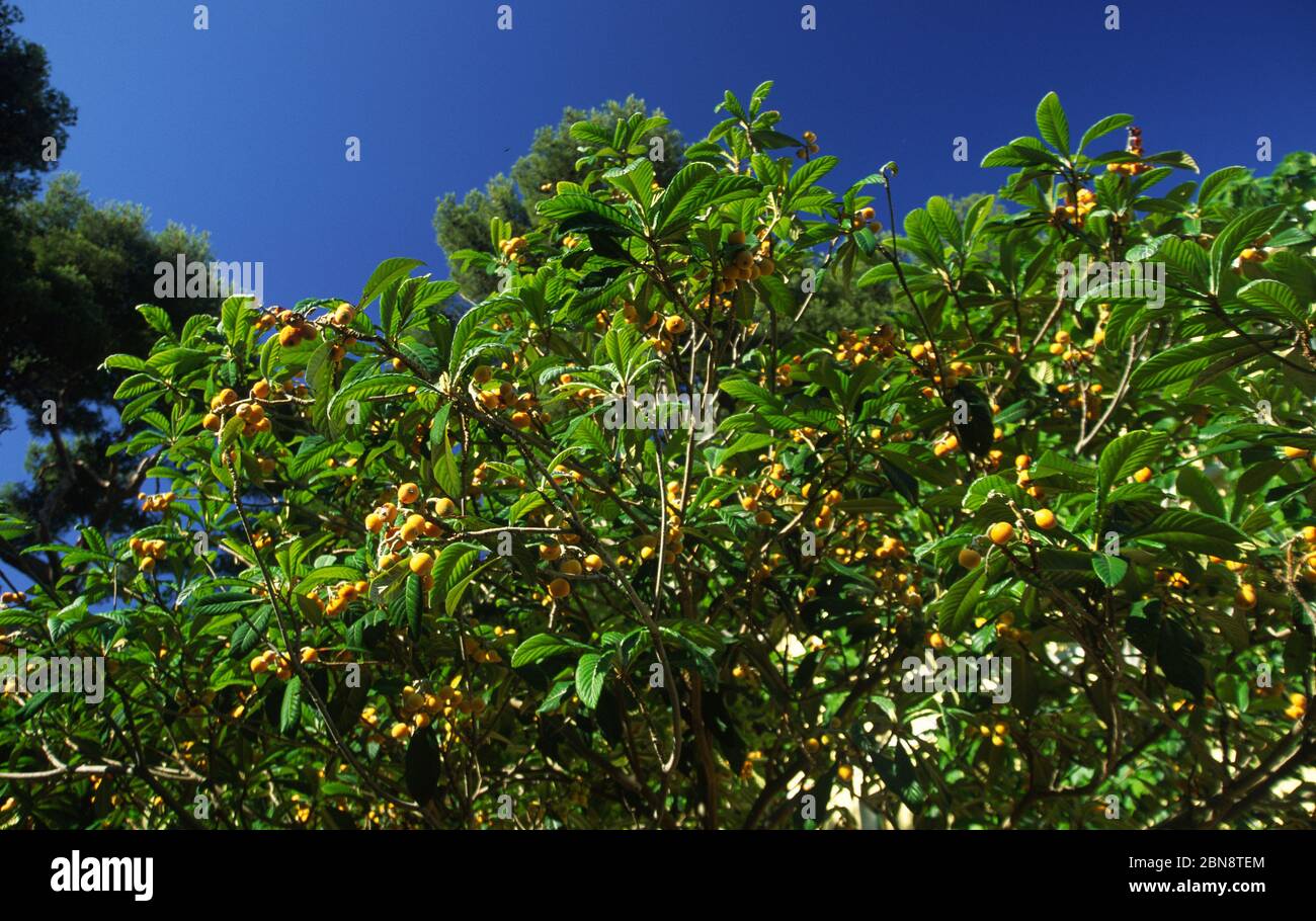 Medlars on the tree Stock Photo - Alamy