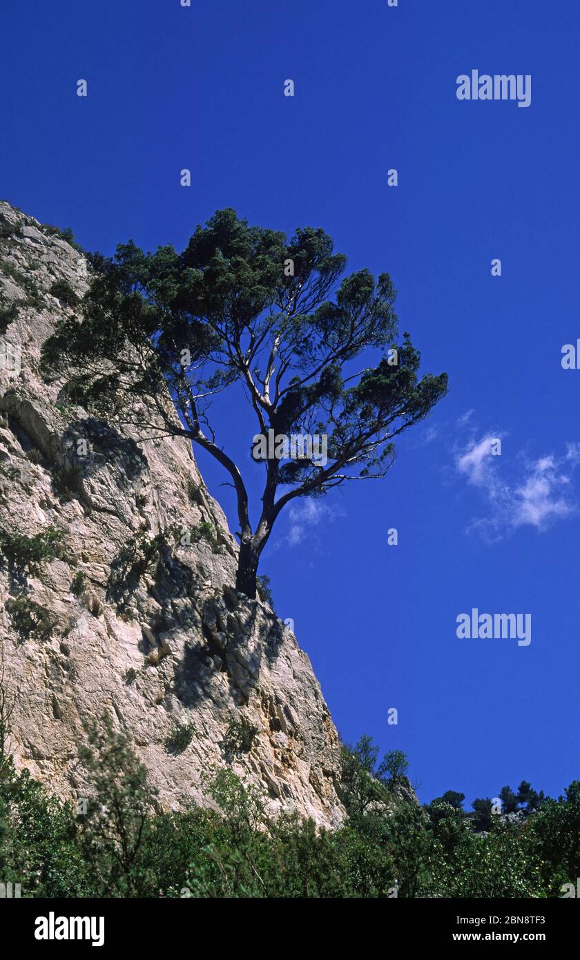 Pine clinging to the cliff Stock Photo - Alamy