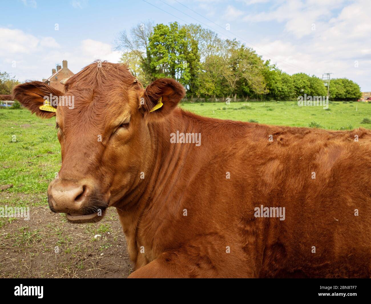 Cow sitting down hi-res stock photography and images - Alamy