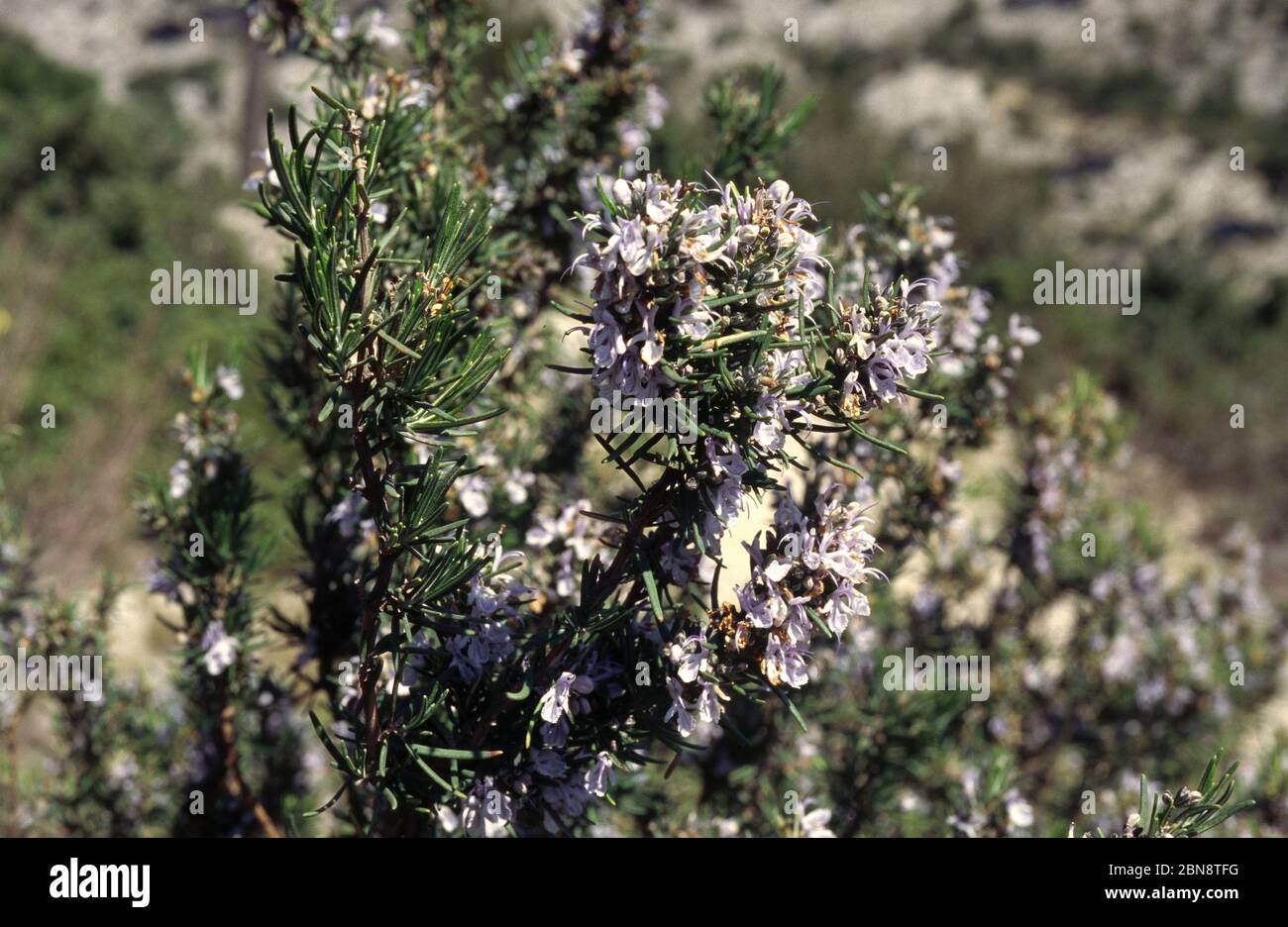 Rosemary in bloom in the hill of Provence Stock Photo - Alamy