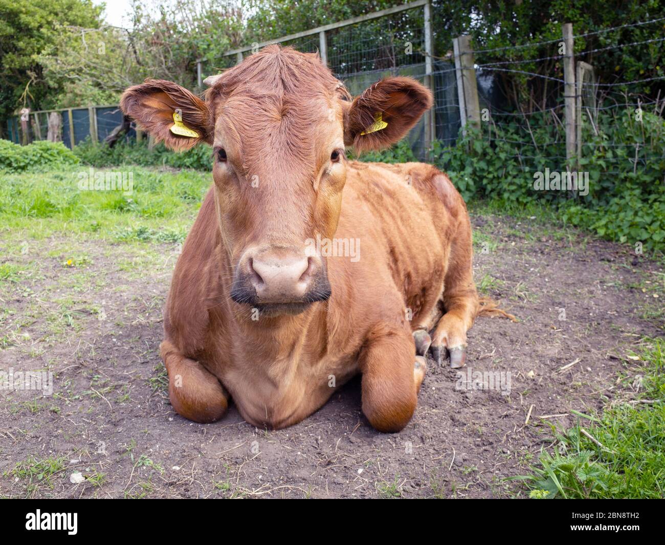 Cattle Brown Cow Sitting Down UK Stock Photo - Alamy