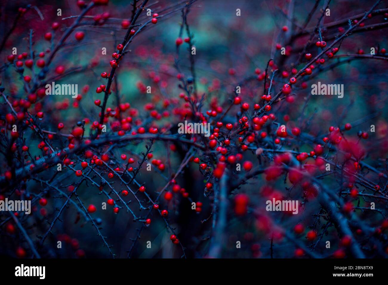 red rowan, viburnum berry in a very beautiful light Stock Photo - Alamy