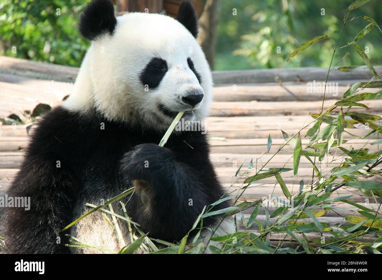 giant panda in a zoo in china Stock Photo - Alamy