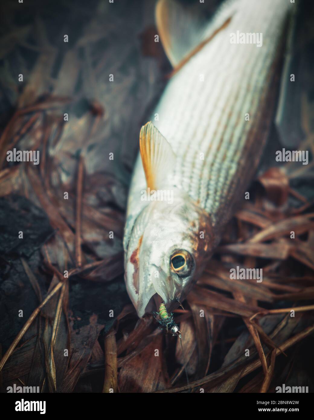 Grayling fish hi-res stock photography and images - Alamy
