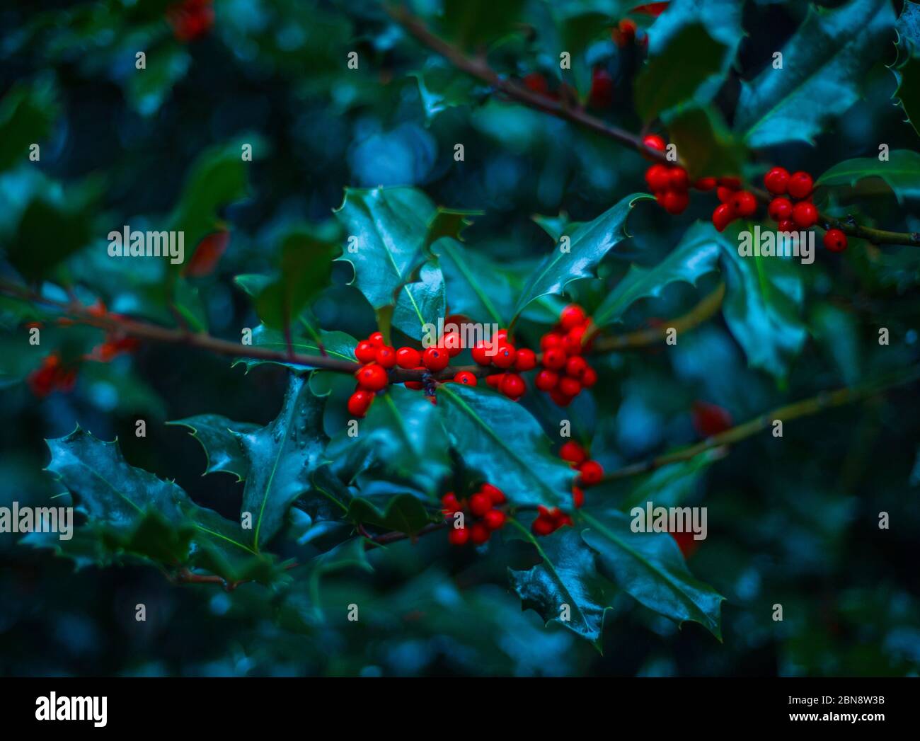 red rowan, viburnum berry in a very beautiful light Stock Photo - Alamy